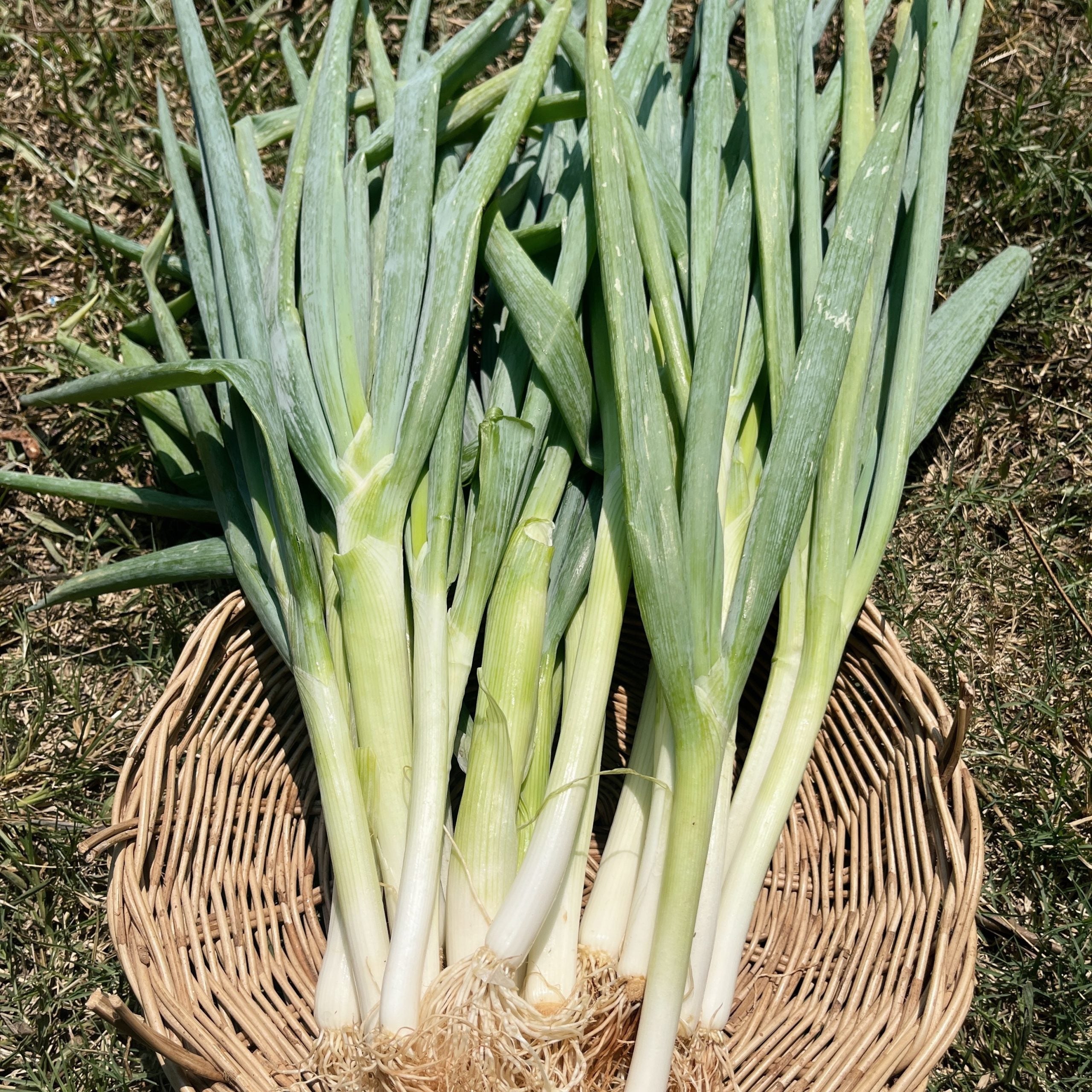 Organic Onion Leek - ต้นหอมใหญ่